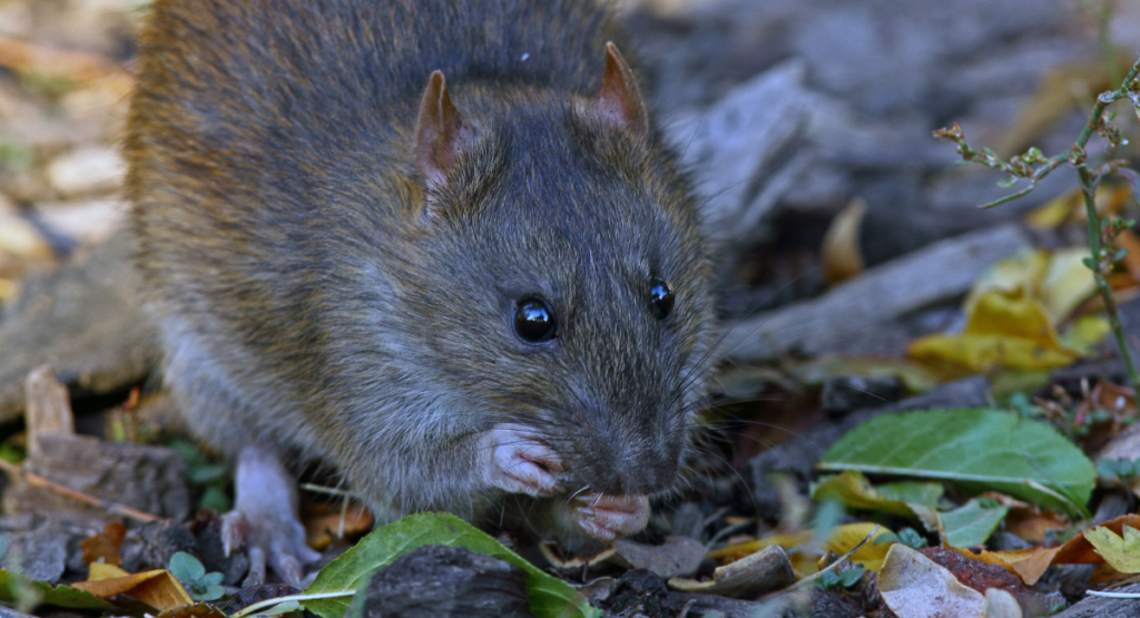 What Do Eastern Woodrats Eat - Rodent Exterminator Chicago